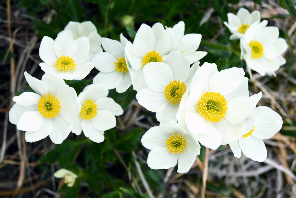 Flora of Alaska – Vascular plants of Alaska