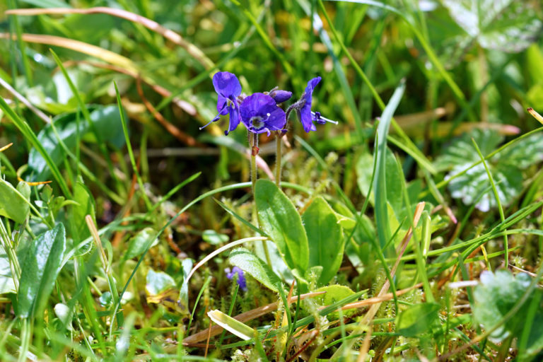 Flora of Alaska – Vascular plants of Alaska